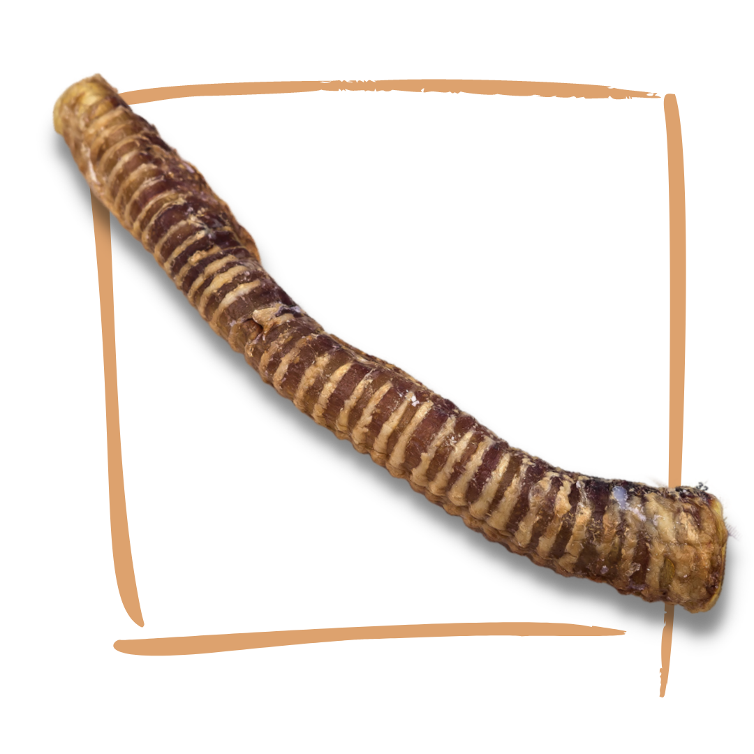 Large Beef Trachea (single piece) – RawFedPets